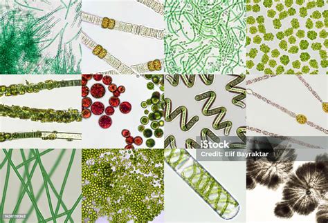 Microalgae Under Microscopic View Green Algae Cyanobacteria