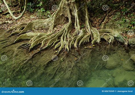 The Root System And Trunk Of A Huge Banyan Tree In Key West Florida Usa Royalty Free Stock Photo