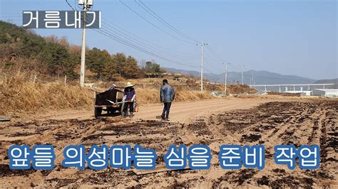 11월10일 앞들 의성마늘 심을 준비작업 트랙터 1차로타리2회완숙 거름내기복합비료치기맞춤18호2차로타리2회 용띠용사상태성~ Youtube