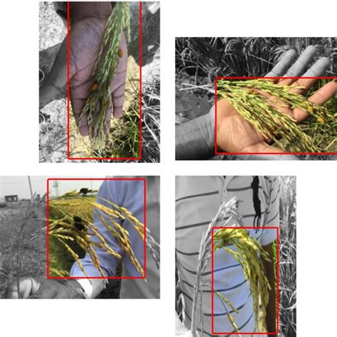 Pdf Rice Grain Disease Identification Using Dual Phase Convolutional