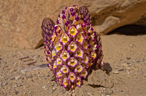 Пустынные цветы 61 фото