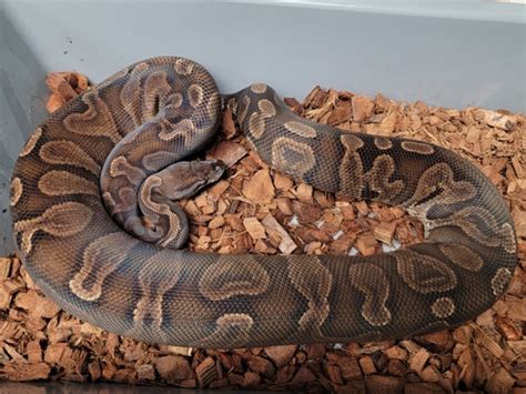 Ghi Hra Ball Python By Morph Jungle
