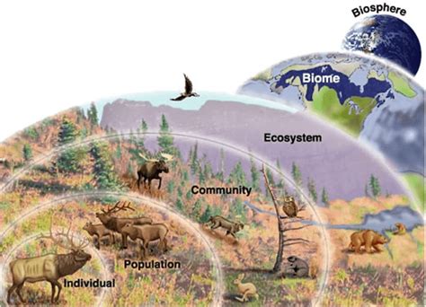 Ecology Biome Ecotone Niche Ecosystem Biosphere
