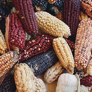 Maíces Biodiversidad Mexicana