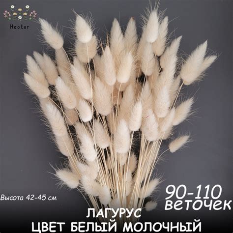 Сухоцветы Лагурус, 45 см, 100 шт купить по выгодной цене в интернет ...