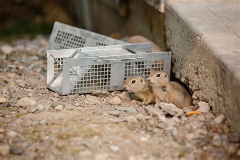 How To Trap A Gopher Got Gophers