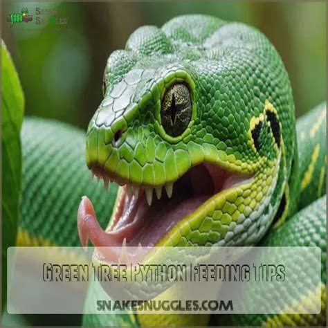 Green Tree Pythons What Do They Eat In Wild And Captivity