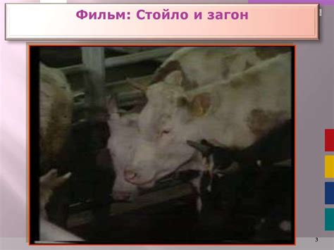 Технология убоя крупного рогатого скота презентация онлайн