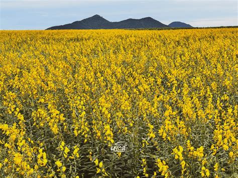 មានសក់ខ្លីជូនទៅអត់ សួនផ្កានៅកំពង់ស្ពឺនេះ ដល់រដូវរីកទៀតហេីយ ស្អាតខ្លាំង Khmerload Cambodia