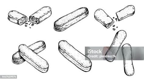 스케치 스타일 세트의 사보이아르디 비스킷 손으로 그린 이탈리아 디저트 티라미수 성분 컬렉션 전통적인 이탈리아 과자 메뉴 및 패키지 디자인에 가장 적합합니다 벡터 삽화입니다