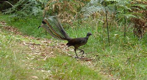 The Bird That Imitates Predators To Scare Off Rivals Bird