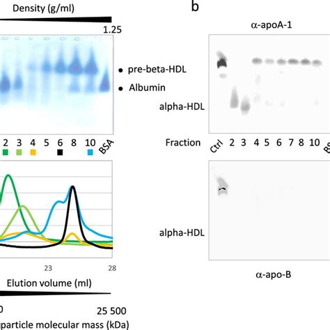 characterisation of pre beta hdl purified from healthy normolipidic
