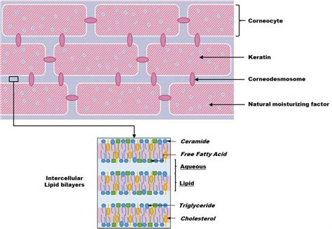 Schematic Representation Of The Stratum Corneum Download Scientific