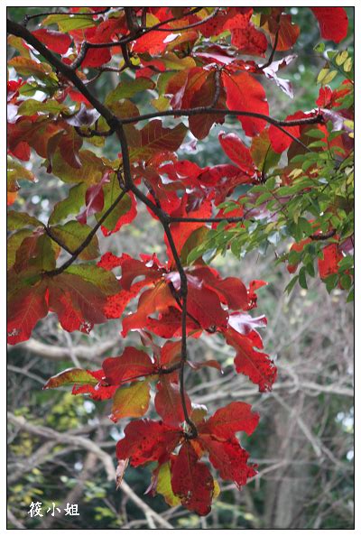 植物園葉色正紅欖仁拜年 筱小姐的天空 udn部落格