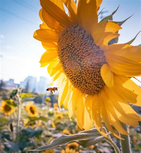 Shine Like A Sunflower Scleroderma Australia
