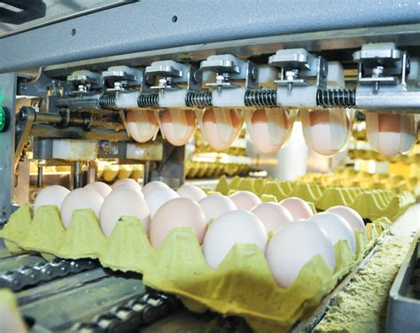 Egg Grading Packing Machine