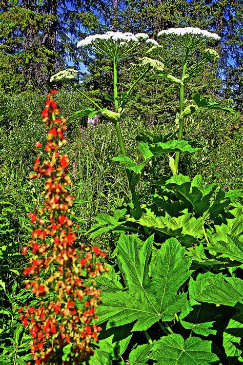 Cow Parsnip In Homer Alaska Photograph By Ruth Hager Fine Art America