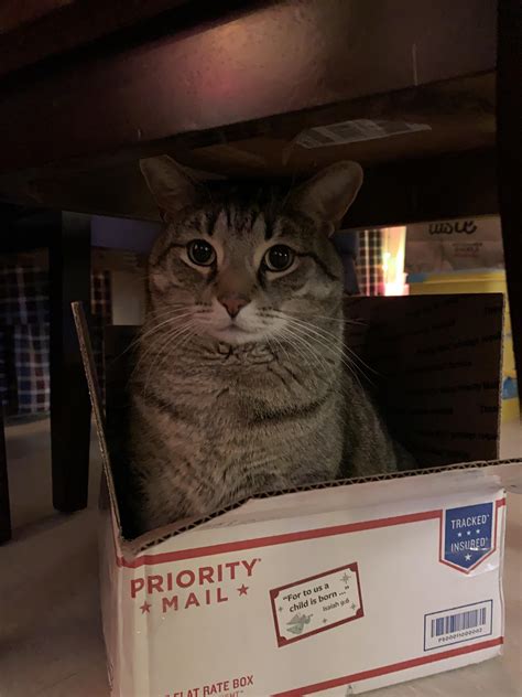 Standard Issue Box Inspector R Standardissuecat