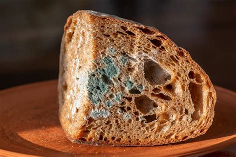 The Old Mold On The Rye Bread Spoiled Food On Ceramic Plate Stock