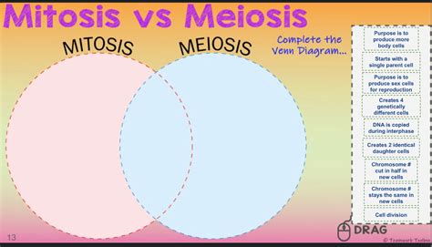 Mitosis Vs Meiosis Venn Diagram