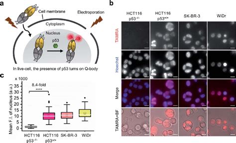 Wash Free Imaging Of Intracellular P53 In Live Cell Using C11 Fab Download Scientific Diagram