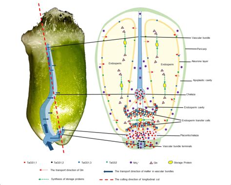 Graphical Representation Of The Localization And Function Of Gs In Download Scientific