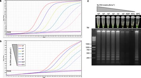 Analytical Sensitivity Of The Colorimetric Uvrd2 Lamp Assay Using
