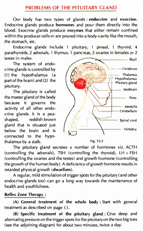 Foot Reflexology For Thyroid Problems Learn Self Healing Techniques Online