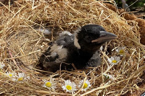 Crafting A Cosy Nest For Magpie Hatchlings And Nestlings The Magpie