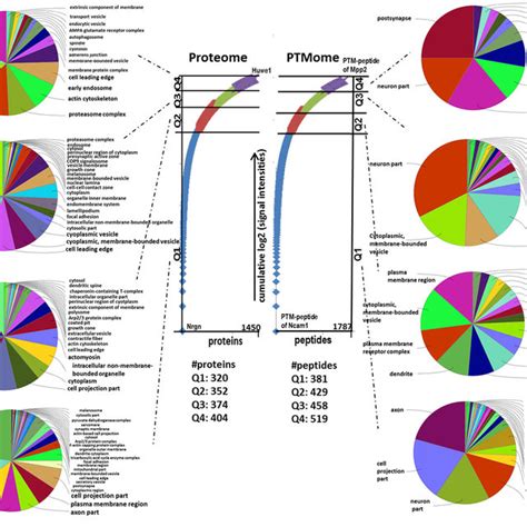 Proteomics Workflow Used In This Study Panel A Shows The Workflow To