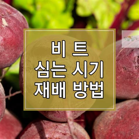 2023년 비트 심는 시기 및 재배방법 알아보기
