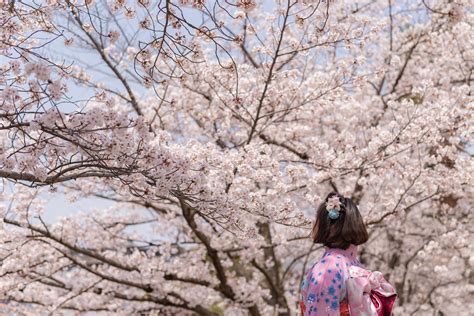 봄의 교토에 가야하는 이유 교토여행 교토 벚꽃 명소와 벚꽃을 즐기는 방법