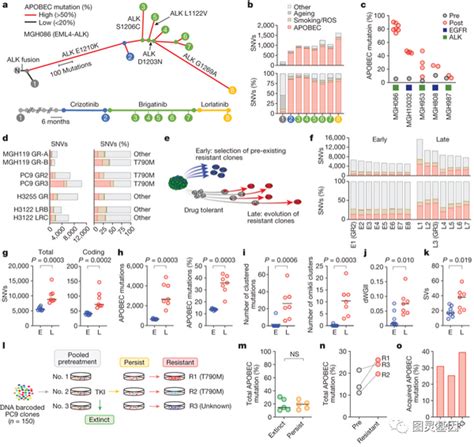 Nature ｜ 治疗诱导的apobec3a驱动耐药癌细胞进化 知乎