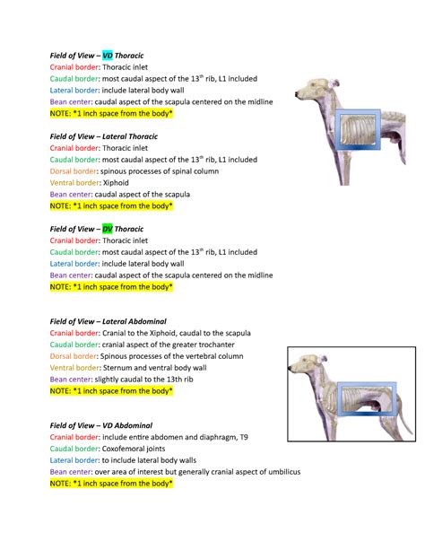 Positioning Abd And Thorax Xray Field Of View Vd Thoracic Cranial