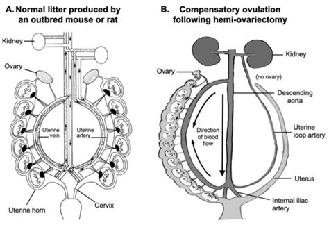 The Crowded Uterine Horn Mouse Model For Examining Postnatal Metabolic