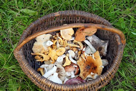 篮子中的蘑菇森林柳条橙子钥匙国家菌类季节植物采摘团体高清图片下载 正版图片320497611 摄图网