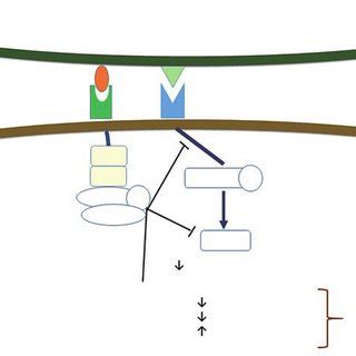 Functions Of The Pd Pdl Pathway On T Cells Differential Fates Of