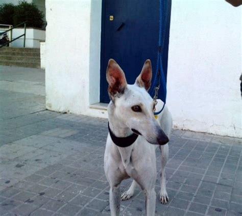 Noble Galgo Tiza Sacada Del Antiguo Egipto Galga