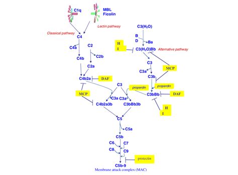 Complement Activation Cascade And The Activity Of Regulatory Proteins Download Scientific