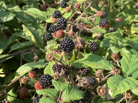 Foraging For Blackberries The Natural Navigator