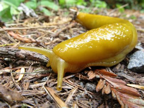 Banana Slug Animals
