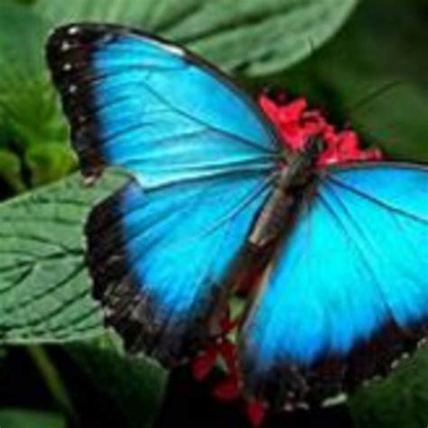 iqra rehmat ali b sc electrical engineering university of engineering and technology lahore