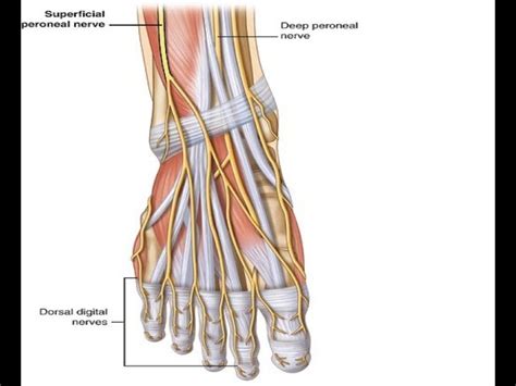 Deep Fibular Nerve Wikipedia 48 Off Gt