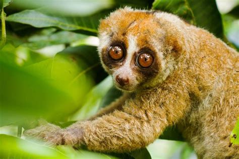 Loris Perezoso Características Y Curiosidades
