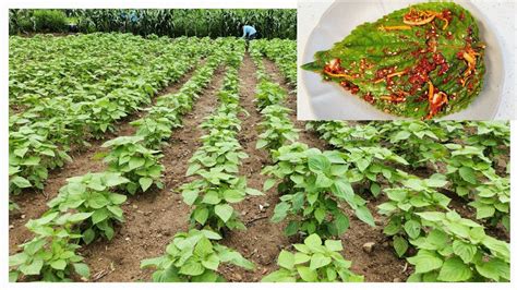 노지 깻잎 김치 황금 레시피 맛있게 담그기 Youtube