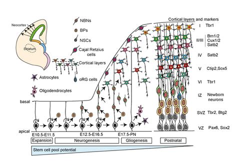 Untangling Cortical Complexity During Development