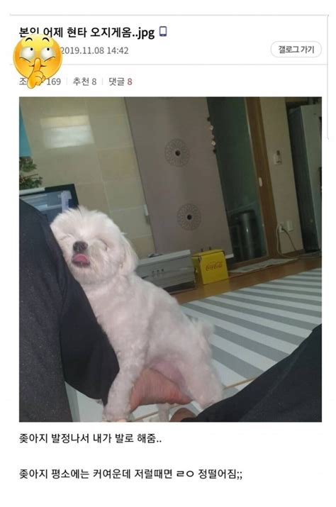 강아지 대딸해주는 디시인 유머 움짤 이슈 에펨코리아