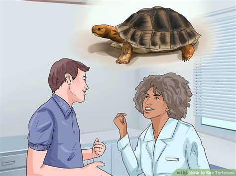 Ways To Sex Tortoises WikiHow