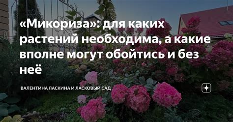 «Микориза»: для каких растений необходима, а какие вполне могут ...