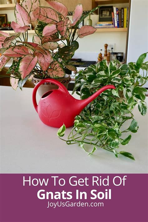 How To Get Rid Of Gnats In Soil